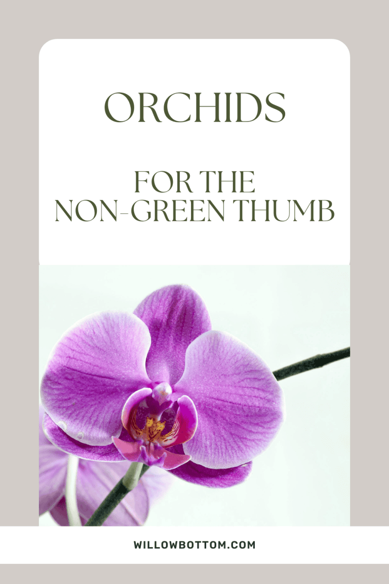 Orchids for the non green thumb • Willowbottom Homestead