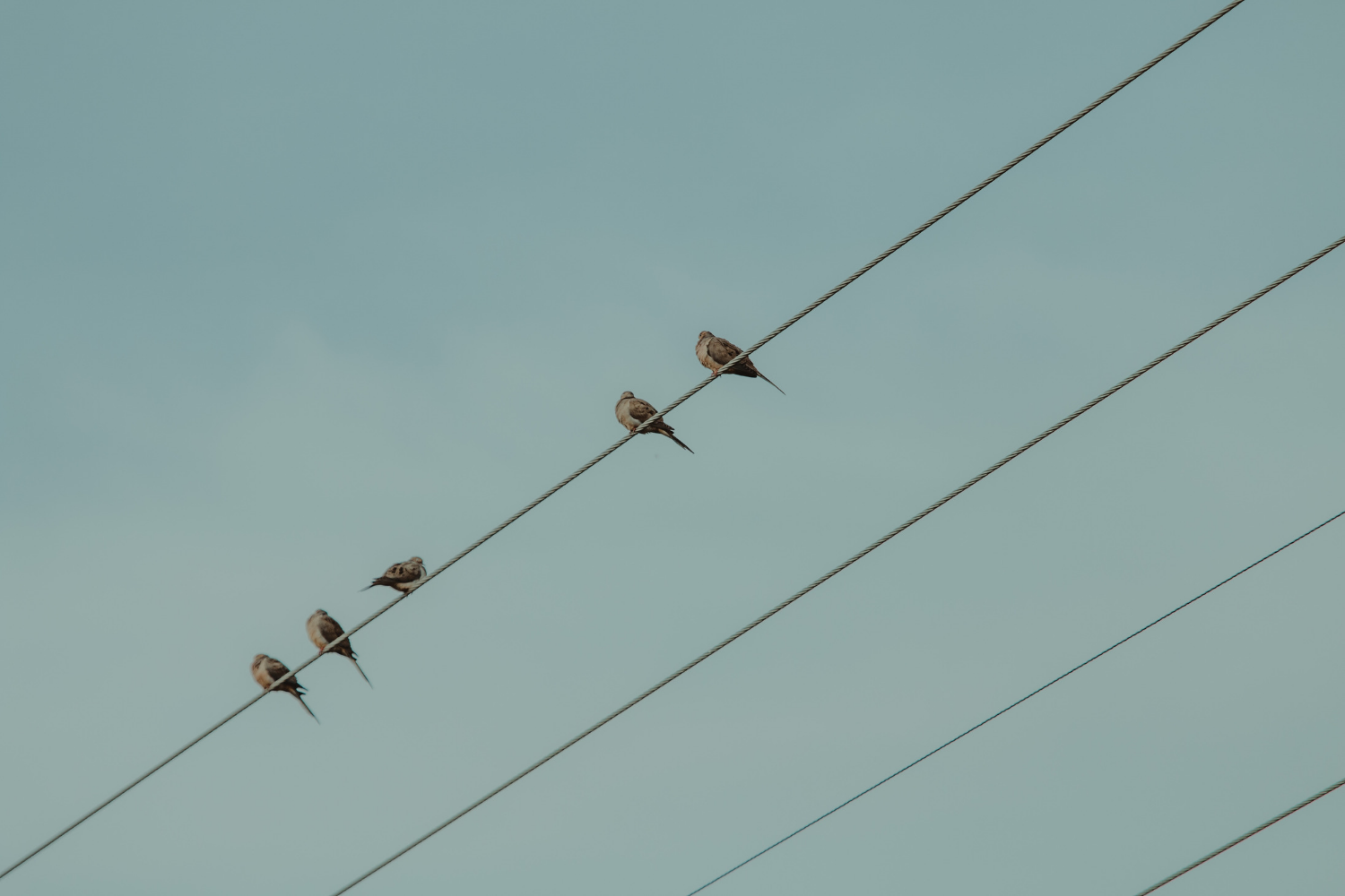 Dove Stew • Willowbottom Homestead