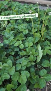 Dove Stew • Willowbottom Homestead