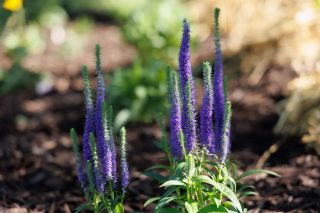 Dove Stew • Willowbottom Homestead