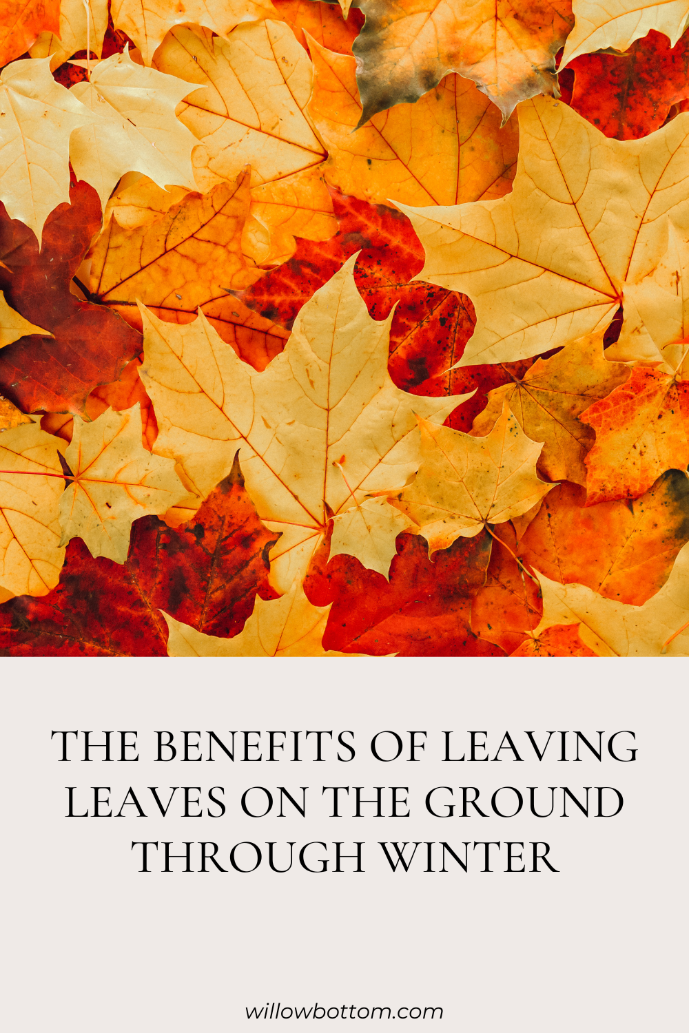 The Benefits of Leaving Leaves on the Ground Through Winter ...