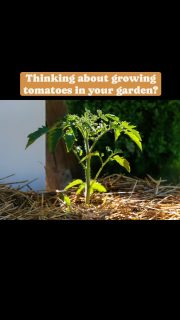 Dove Stew • Willowbottom Homestead