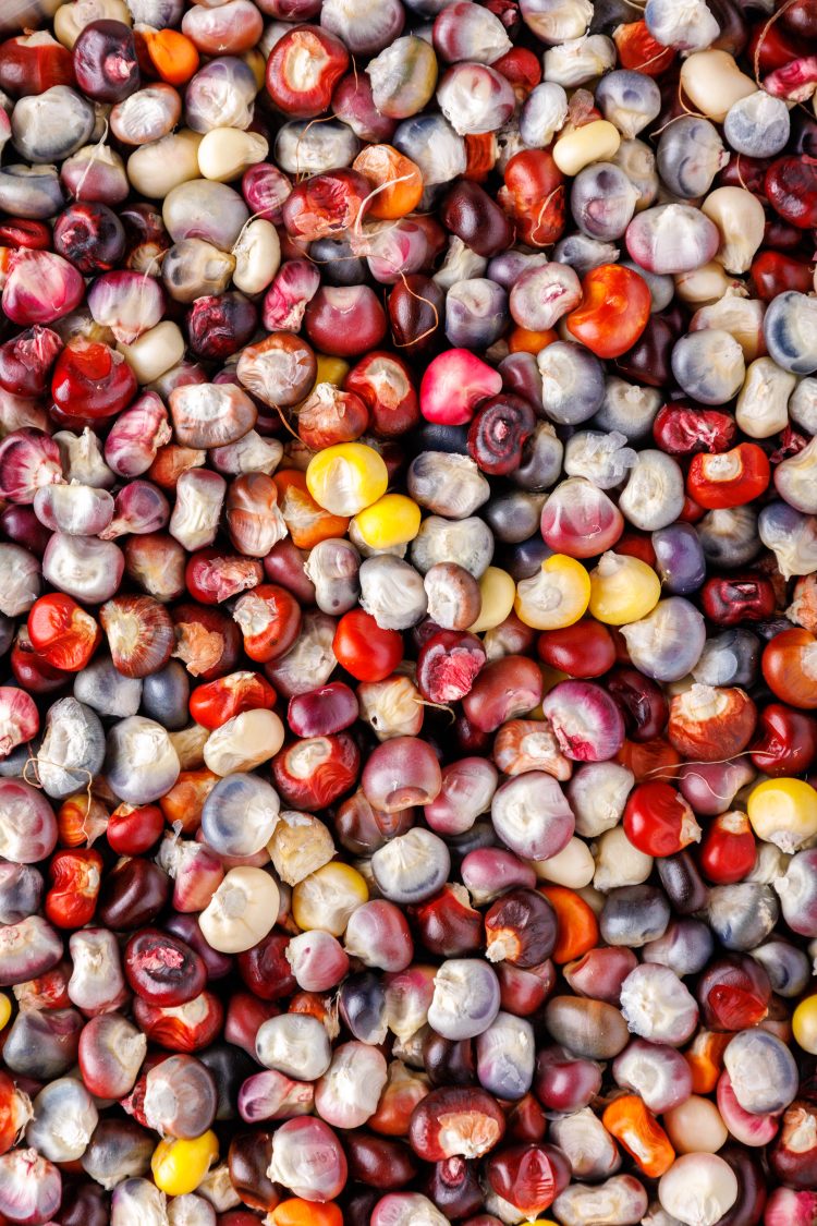 Why you should grow grain corn • Willowbottom Homestead