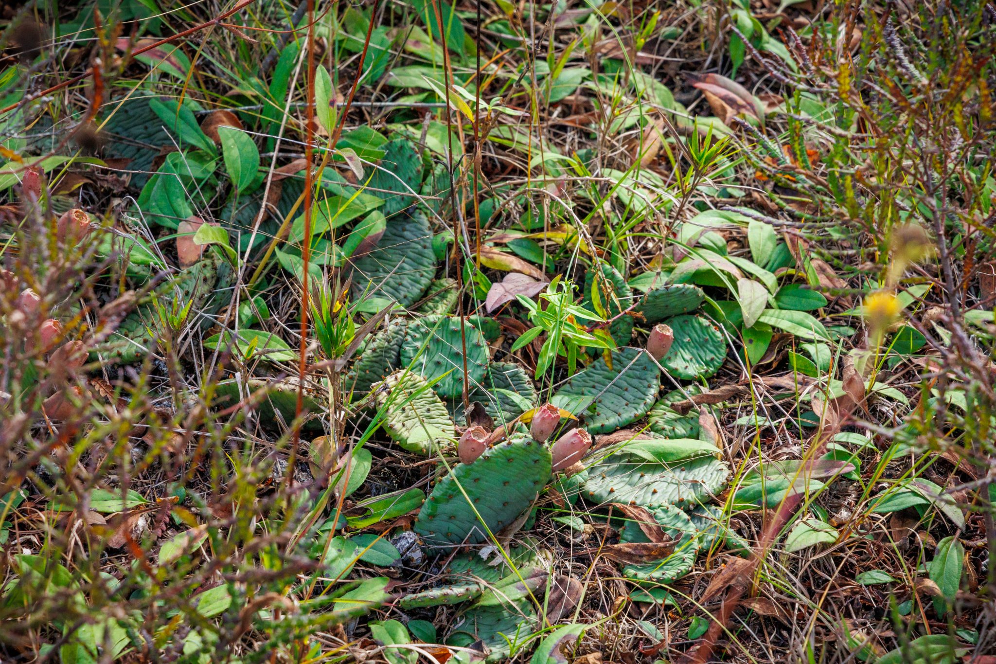 Eastern Prickly Pear Cactus - Ohio's Native Beauty • Willowbottom Homestead