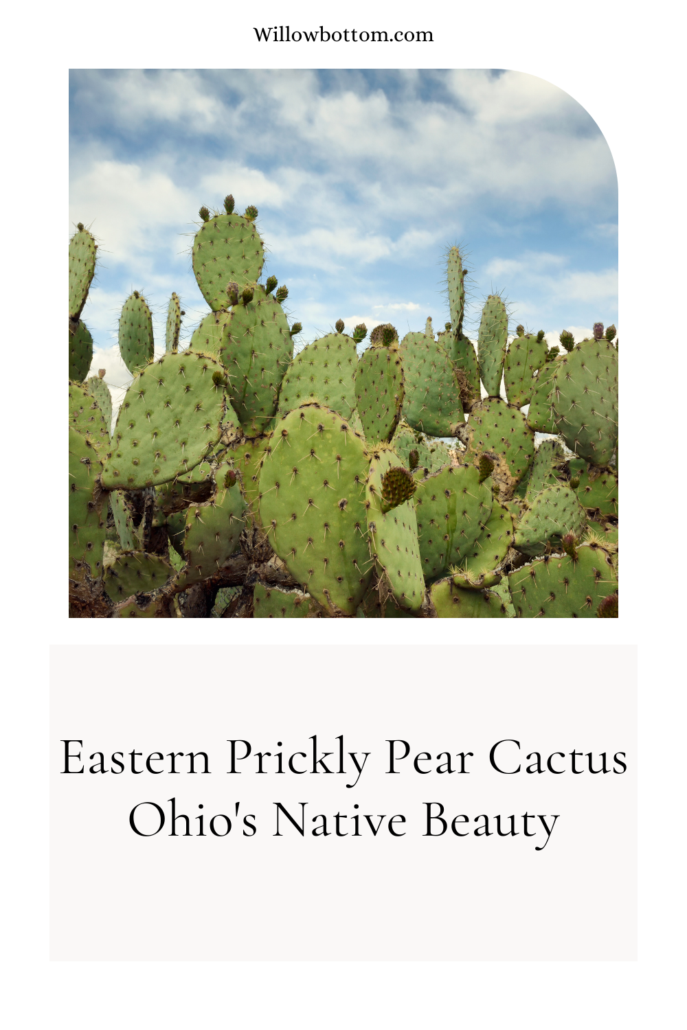 Eastern Prickly Pear Cactus - Ohio's Native Beauty • Willowbottom Homestead