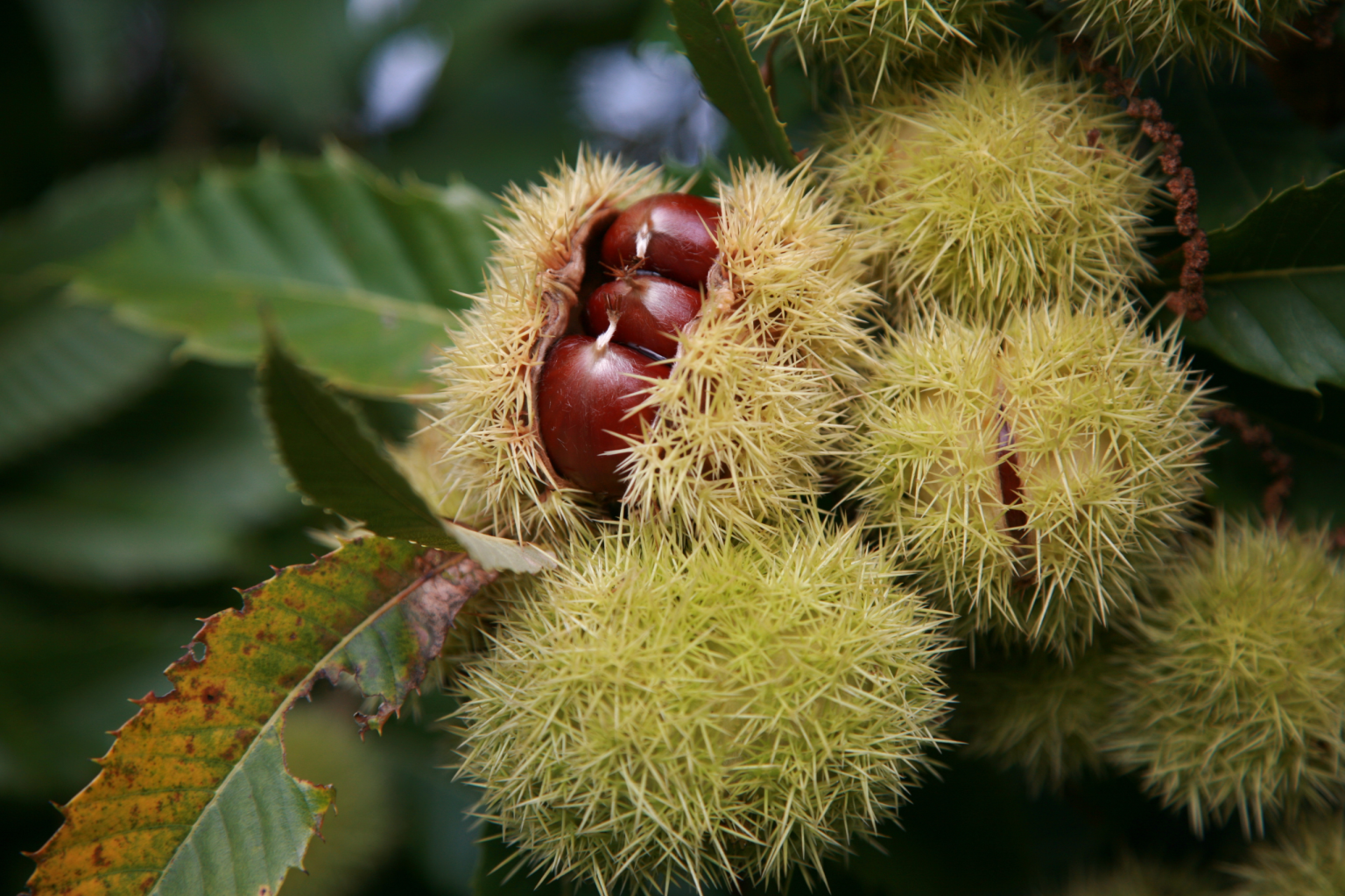 Autumn Foraging Guide • Willowbottom Homestead