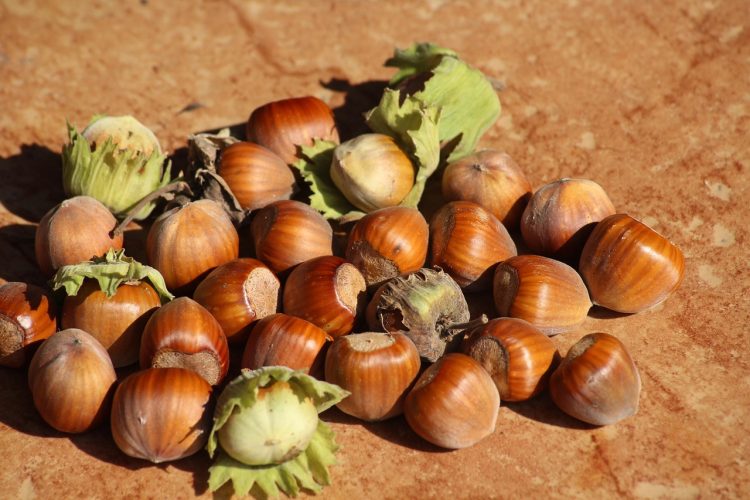 Autumn Foraging Guide • Willowbottom Homestead