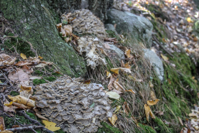 Autumn Foraging Guide • Willowbottom Homestead
