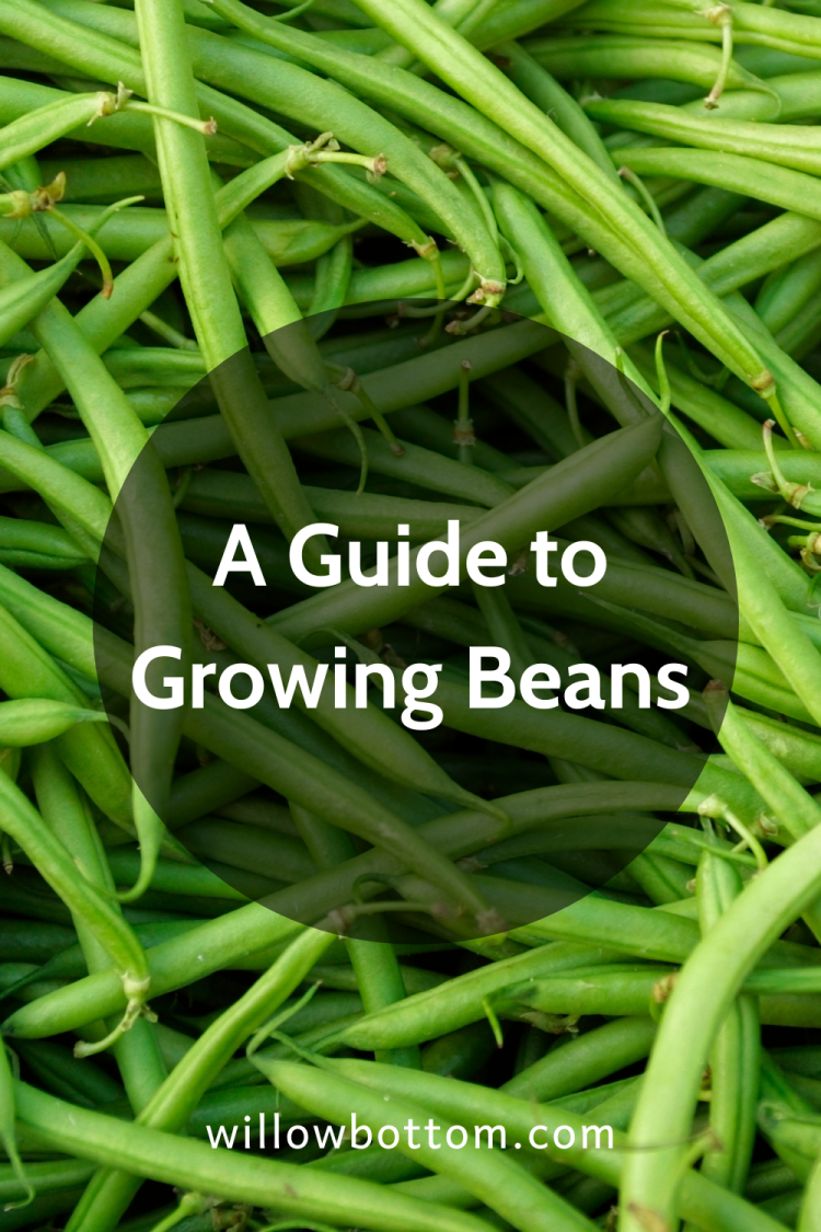 A Guide to Growing Beans • Willowbottom Homestead