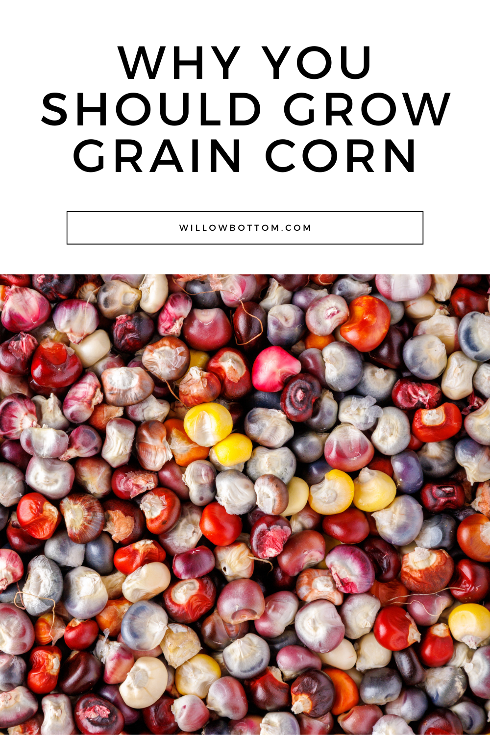Why you should grow grain corn • Willowbottom Homestead
