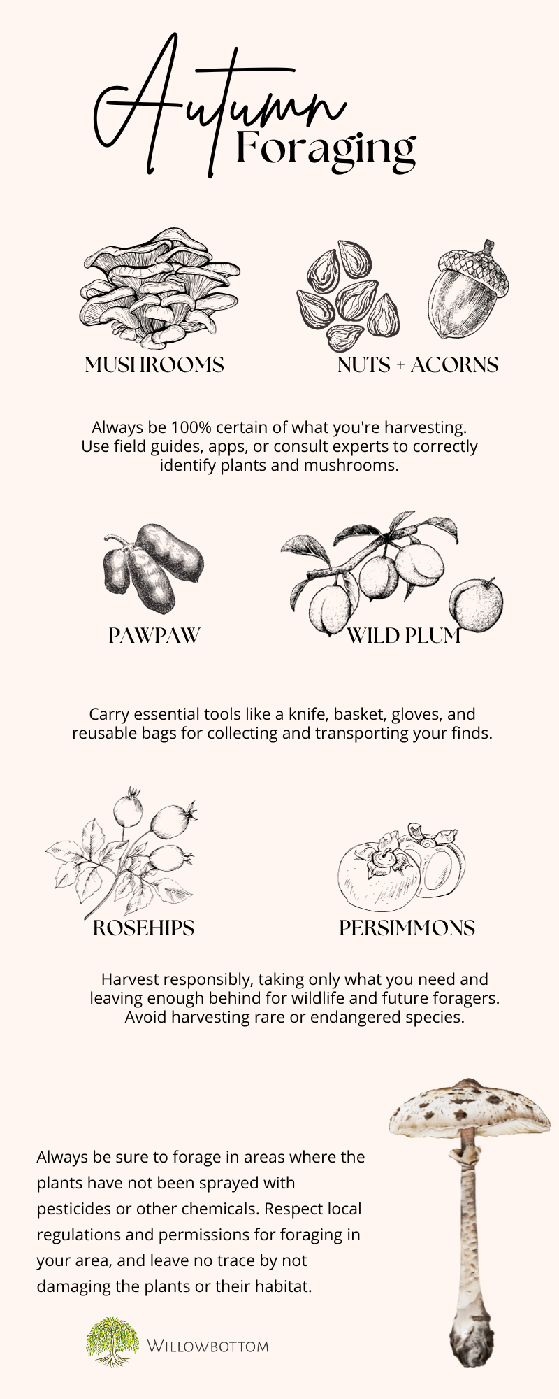 Autumn Foraging Guide • Willowbottom Homestead