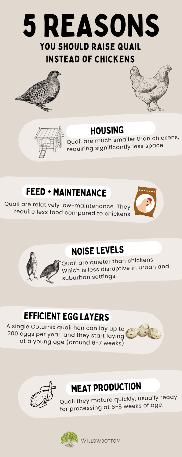 5 Reasons You Should Raise Quail Instead Of Chickens • Willowbottom ...