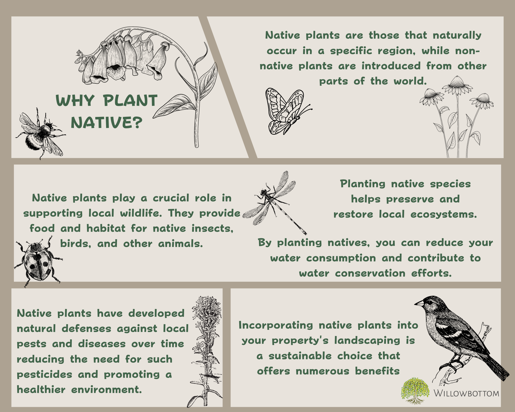The Benefits of Planting Native Plants on Your Property • Willowbottom ...