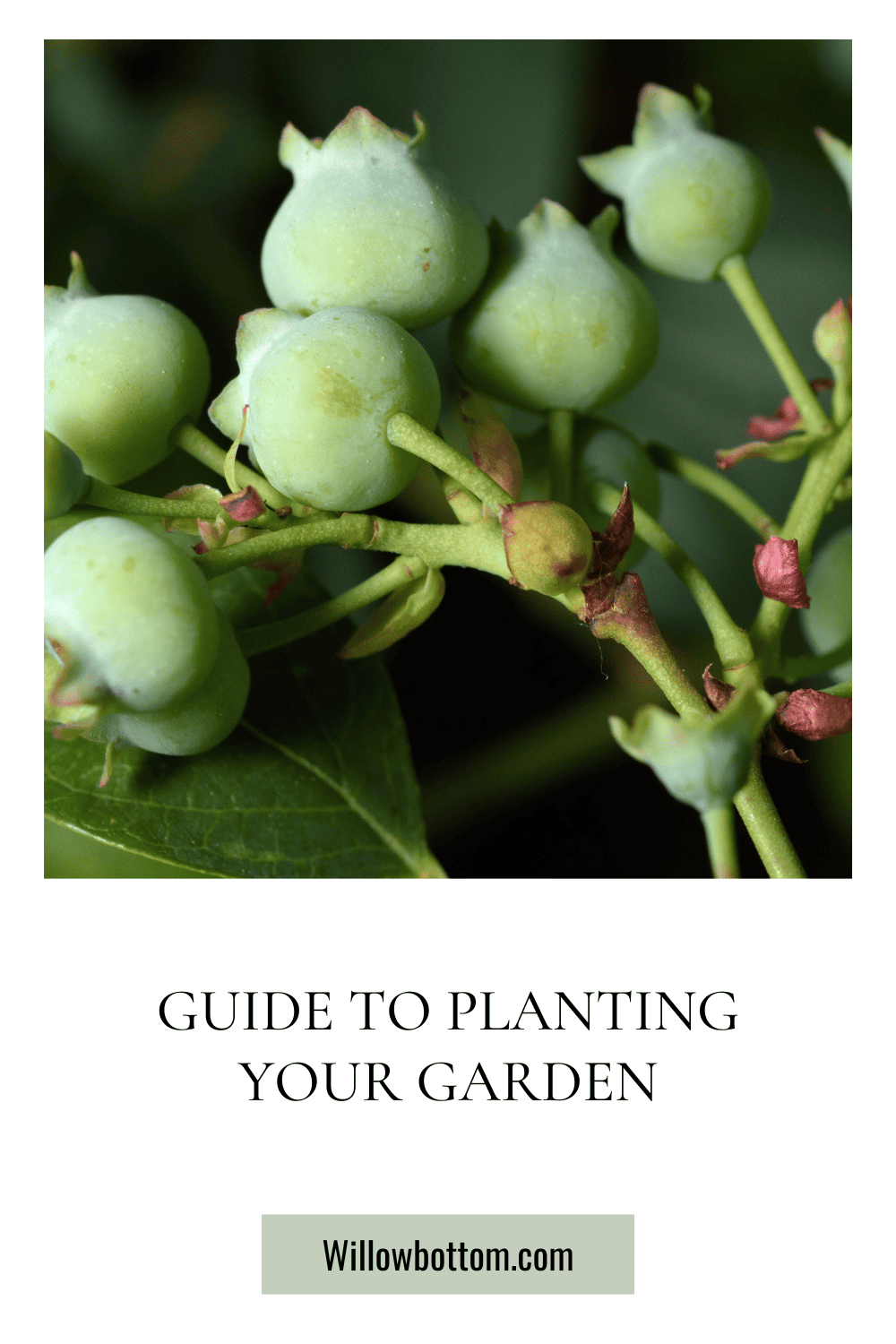 Guide to planting your garden • Willowbottom Homestead